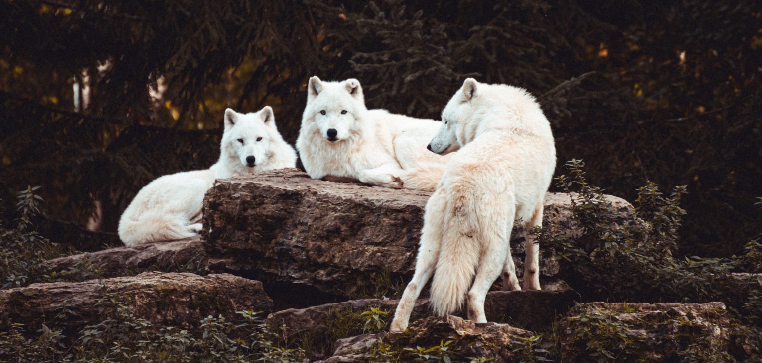 Top 10 Wolf Fun Facts | Facts About Wolves | Great Wolf Lodge