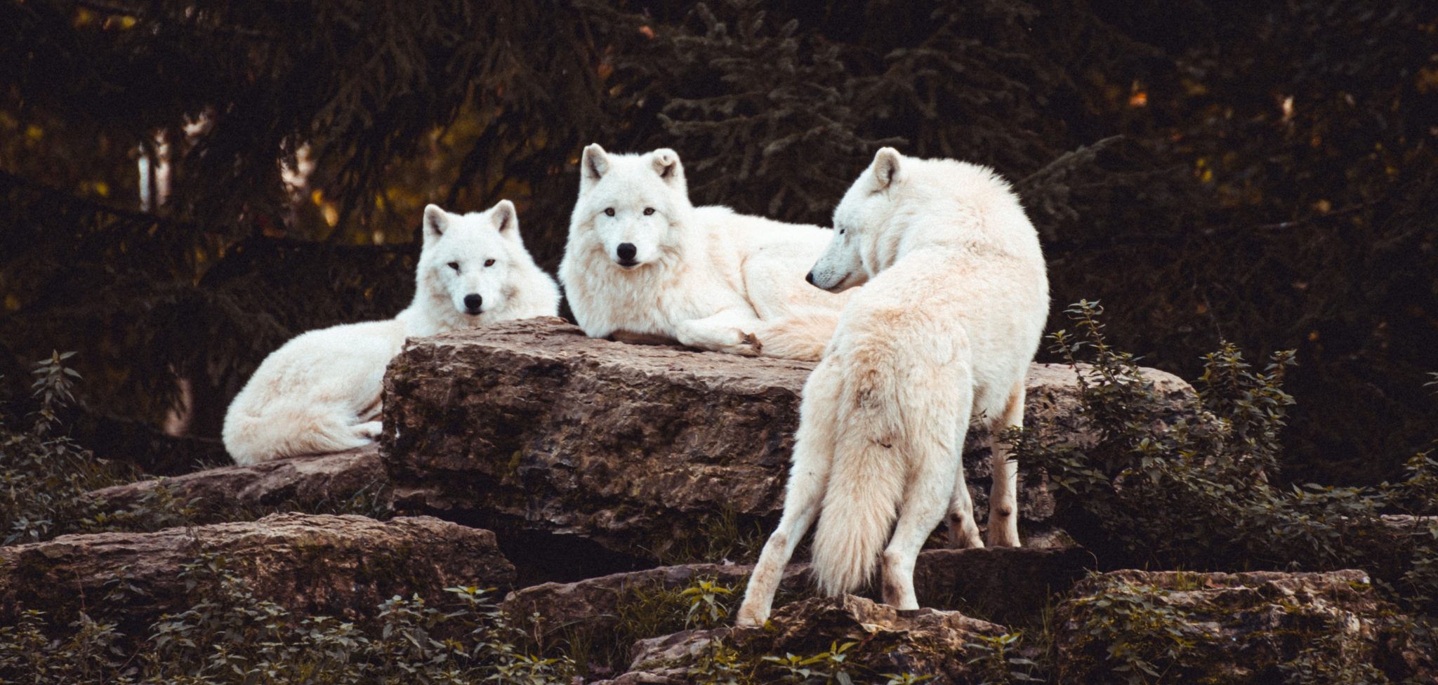 Top 10 Wolf Fun Facts | Facts About Wolves | Great Wolf Lodge